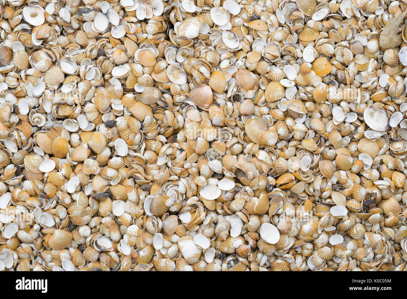 Top view of sea shells background Stock Photo - Alamy