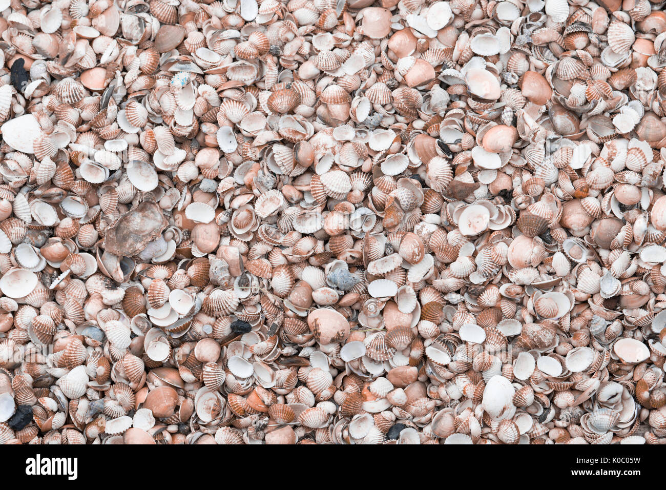 Top view of sea shells background Stock Photo - Alamy