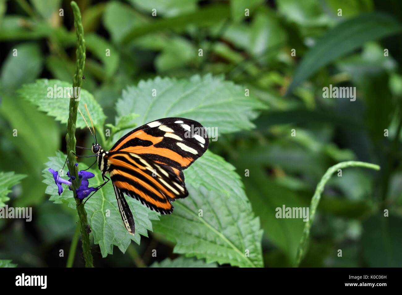 Black white striped butterfly hi-res stock photography and images - Alamy