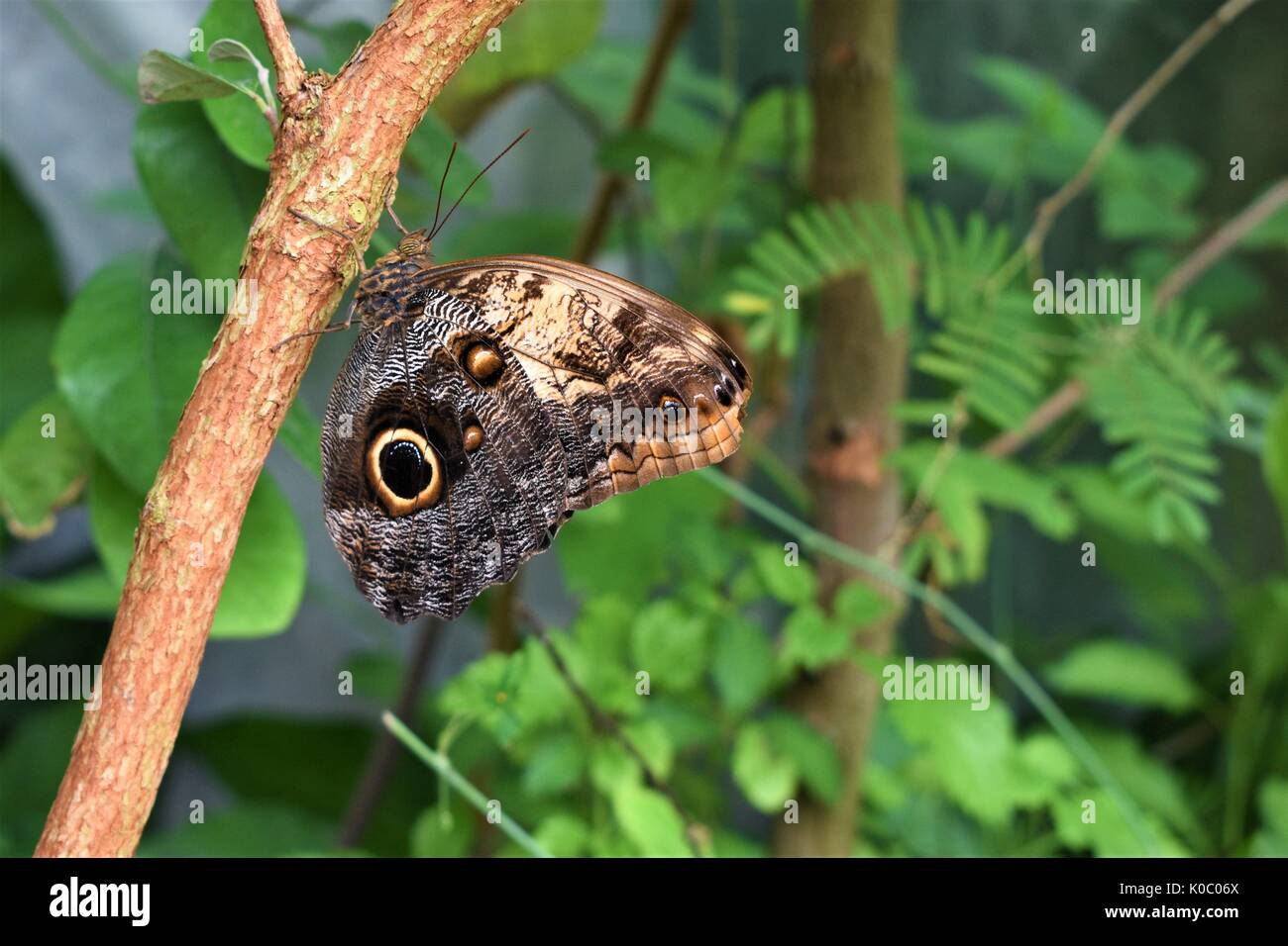 Very large butterfly hi-res stock photography and images - Alamy
