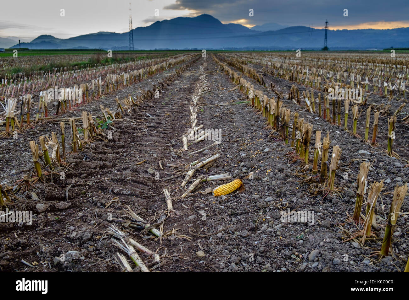 Empty field after harvest hi-res stock photography and images - Alamy