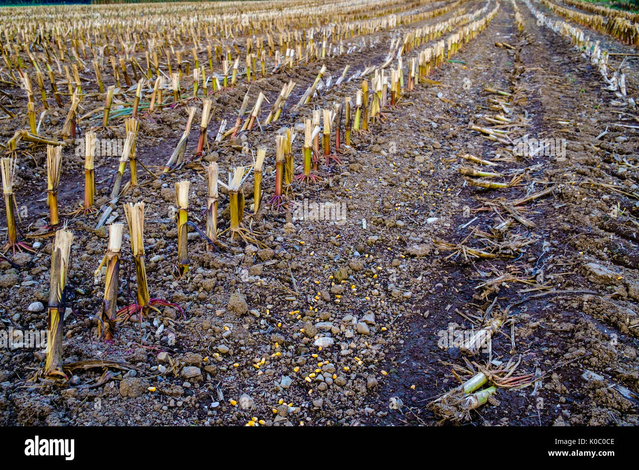 Empty corn fields after harvest Stock Photo - Alamy