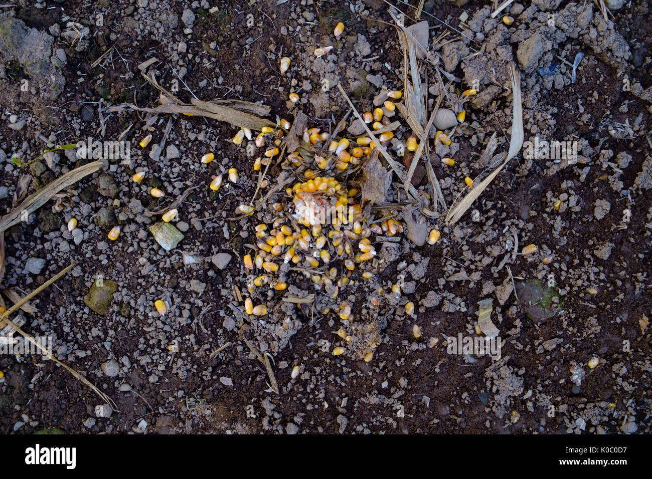 Empty corn field hi-res stock photography and images - Alamy