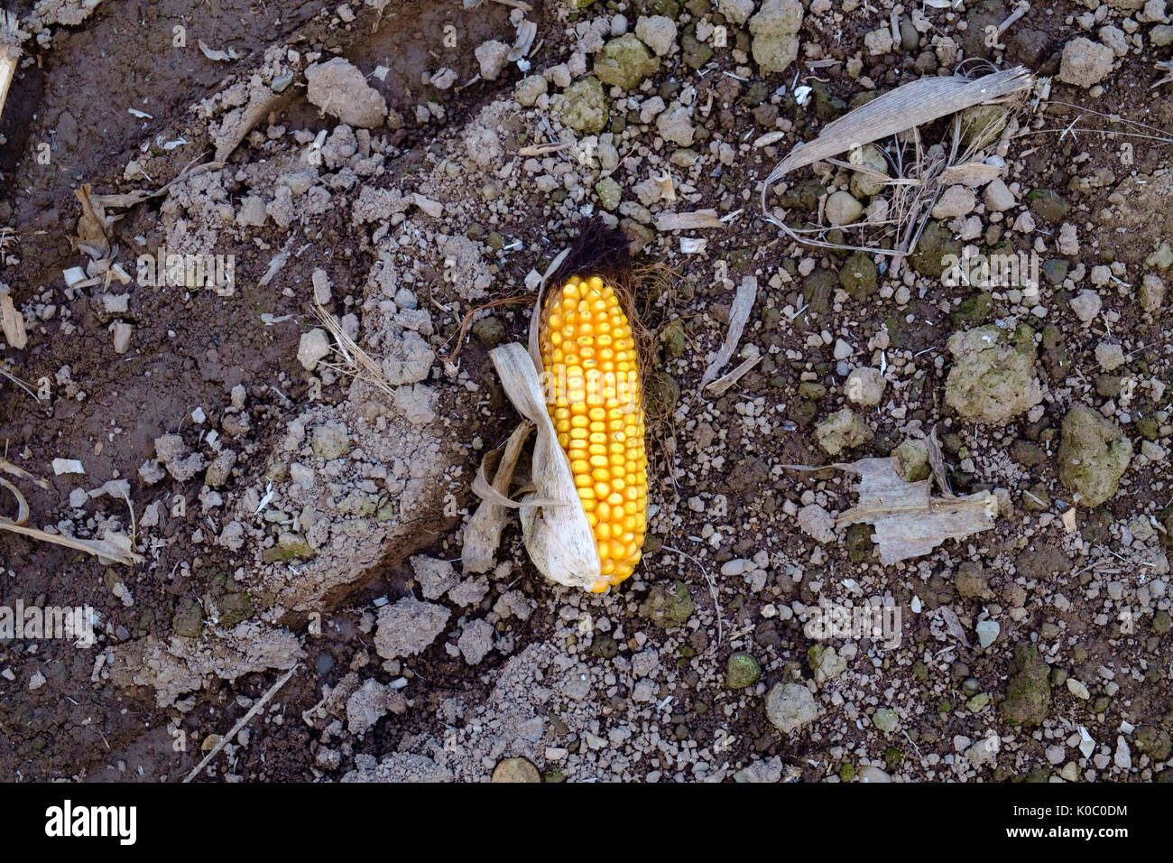 Empty fields after harvest hi-res stock photography and images - Alamy