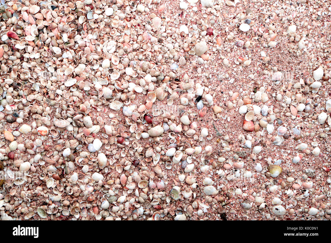 Top view of sea shells background Stock Photo - Alamy