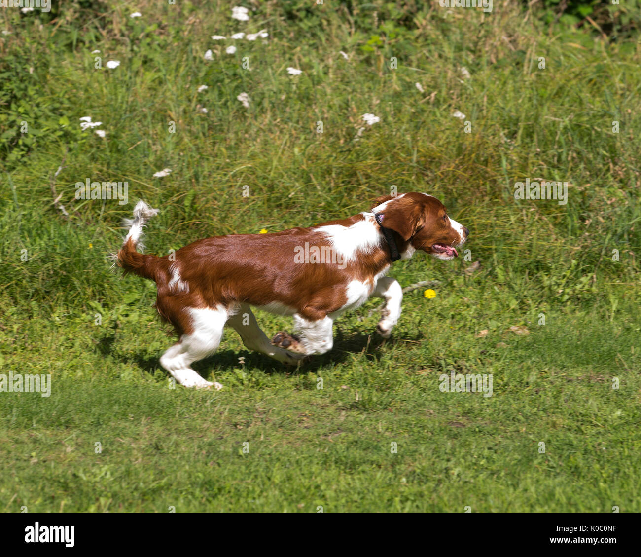 Four months old Welsh Springer Spaniel puppy running in field Stock ...