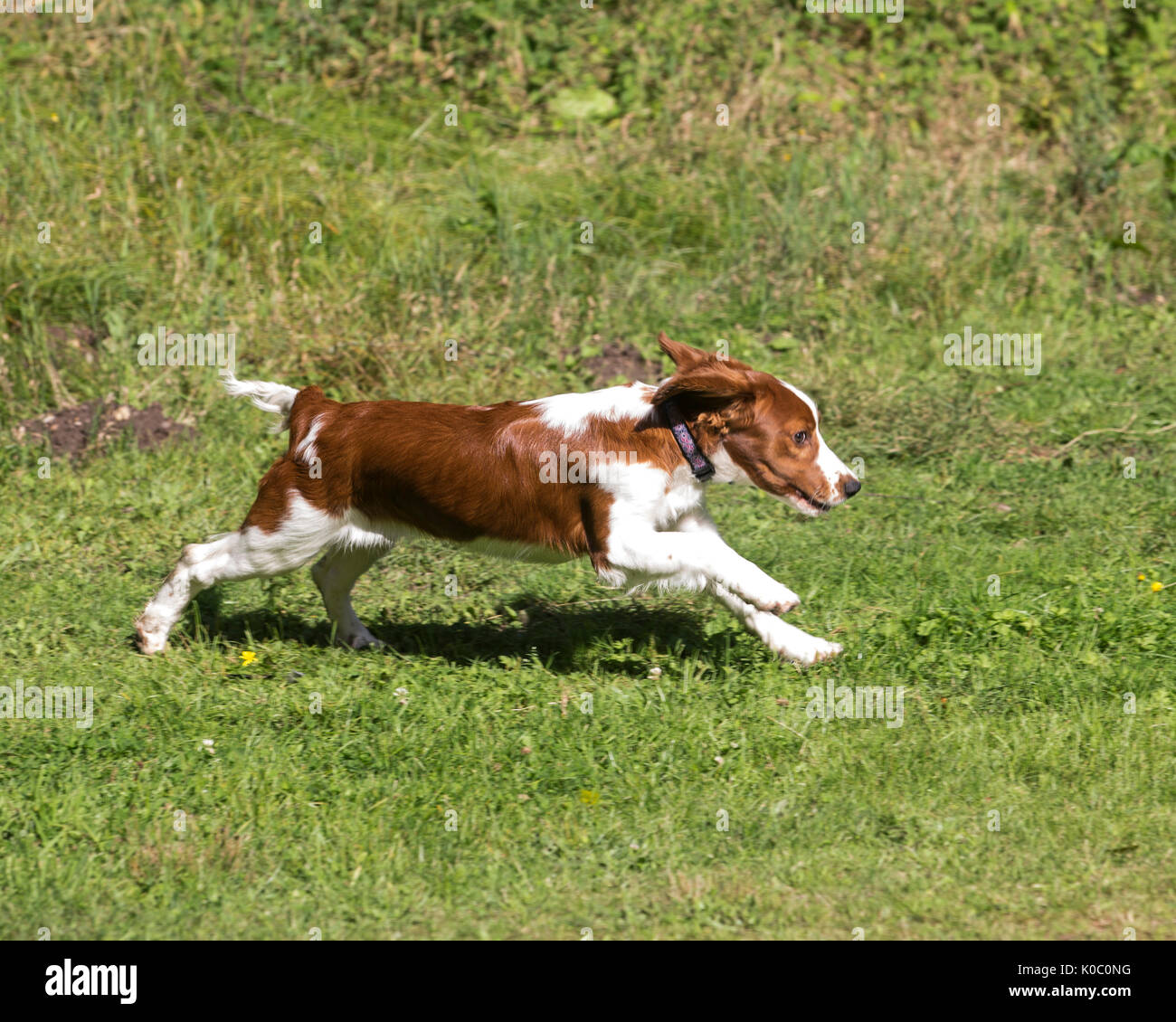 Four months old Welsh Springer Spaniel puppy running in field Stock ...