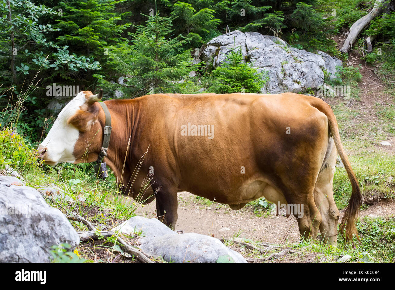 Grazed pasture grassland hi-res stock photography and images - Alamy