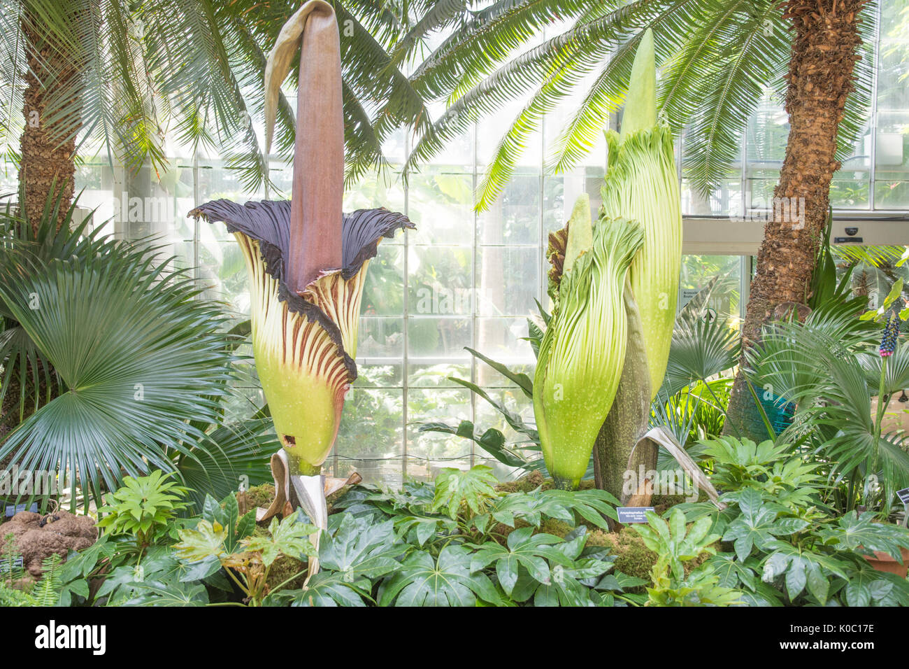 Corpse flowers in bloom, and nearly in bloom, at the U.S. Botanic ...