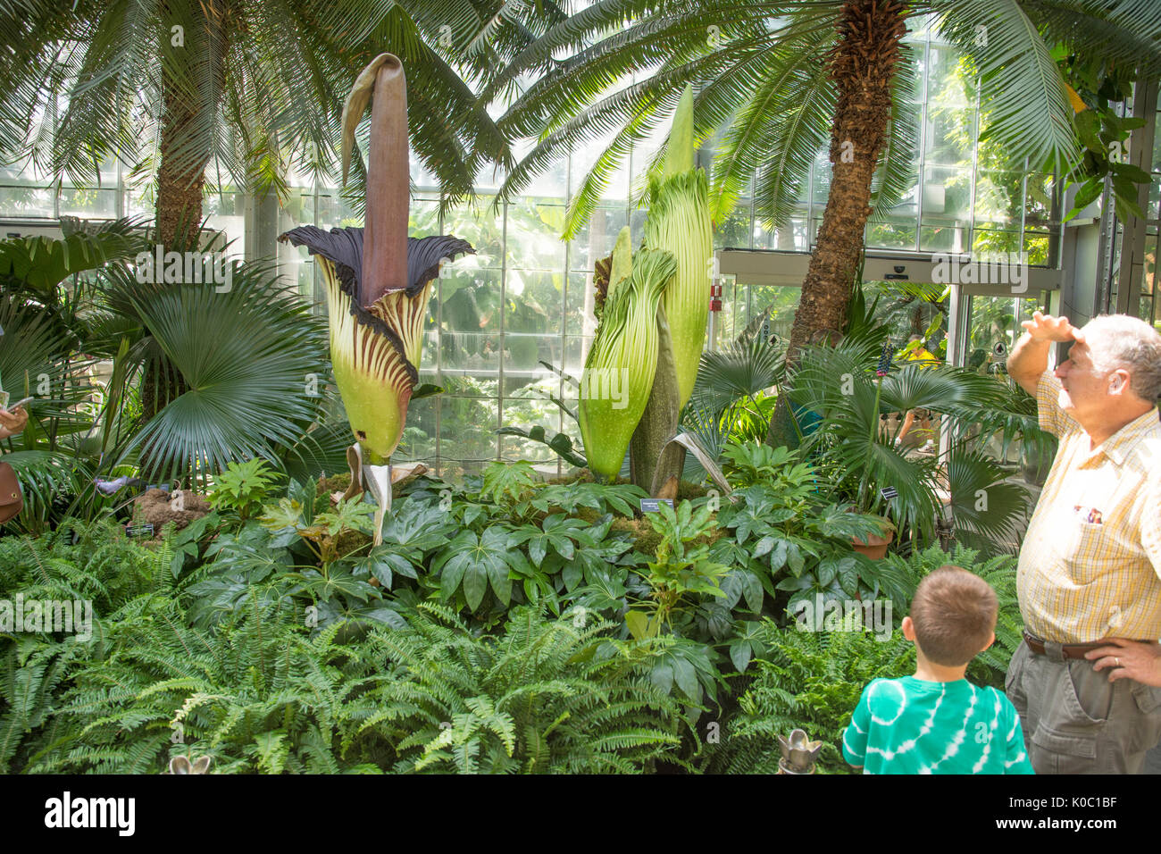 Corpse flowers in bloom, and nearly in bloom, at the U.S. Botanic ...