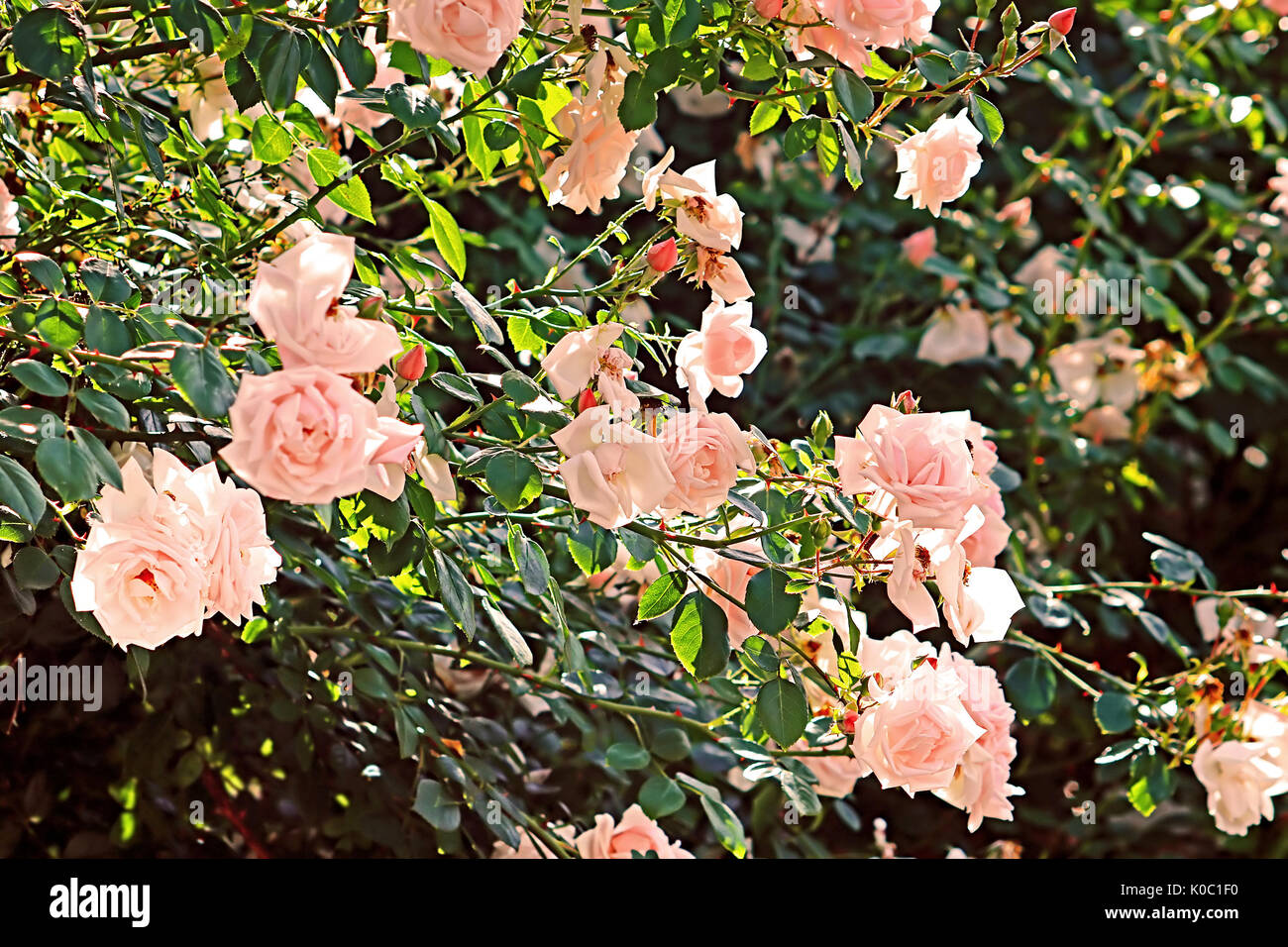 Budding white roses hi-res stock photography and images - Alamy