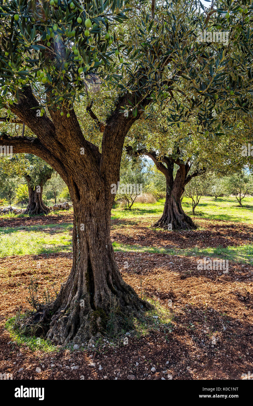 Olives ancient hi-res stock photography and images - Alamy