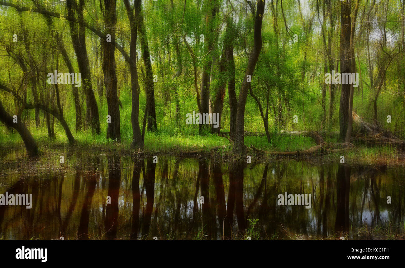 Amazing Letea Forest in Danube Delta, Romania. Creative image Stock ...