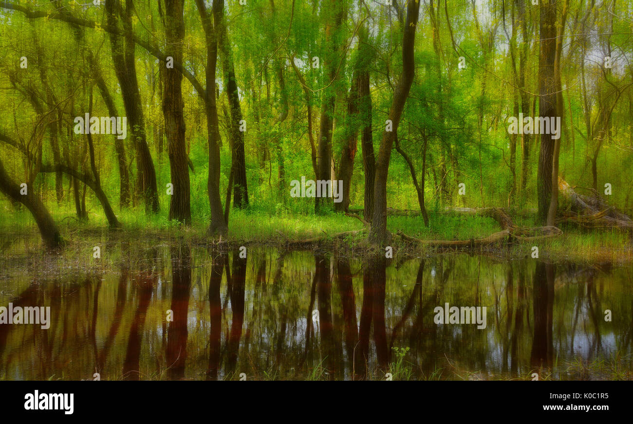 Amazing Letea Forest in Danube Delta, Romania. Creative image Stock ...