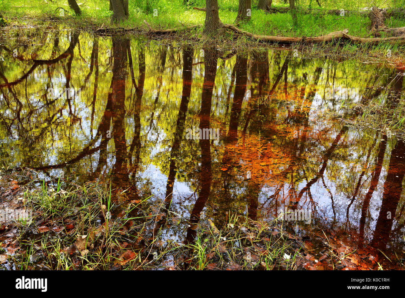 Old Letea Forest, amazing tourist attraction in Danube Delta, Romania ...