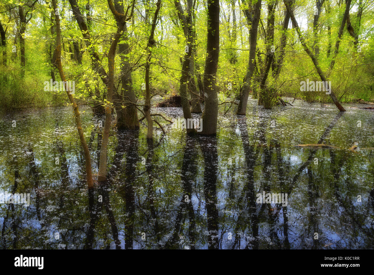 Old Letea Forest, amazing tourist attraction in Danube Delta, Romania ...