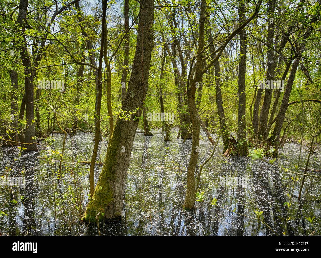 Old Letea Forest, amazing tourist attraction in Danube Delta, Romania ...