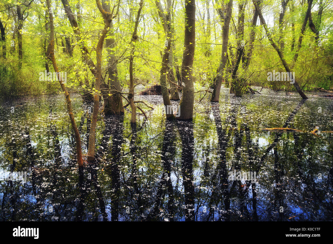 Old Letea Forest, amazing tourist attraction in Danube Delta, Romania ...