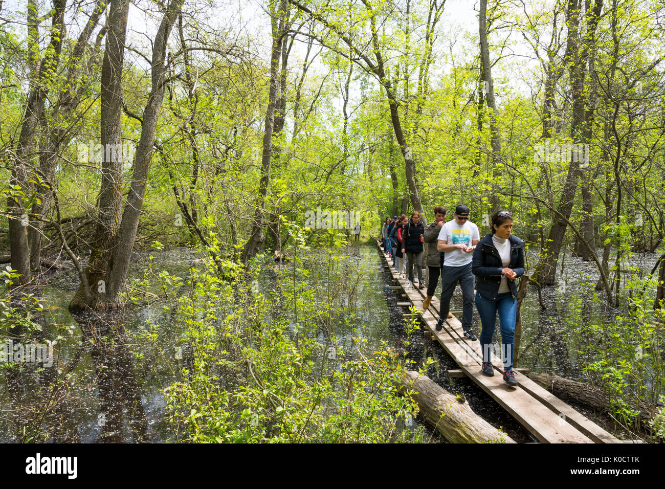 Old Letea Forest, amazing tourist attraction in Danube Delta, Romania ...