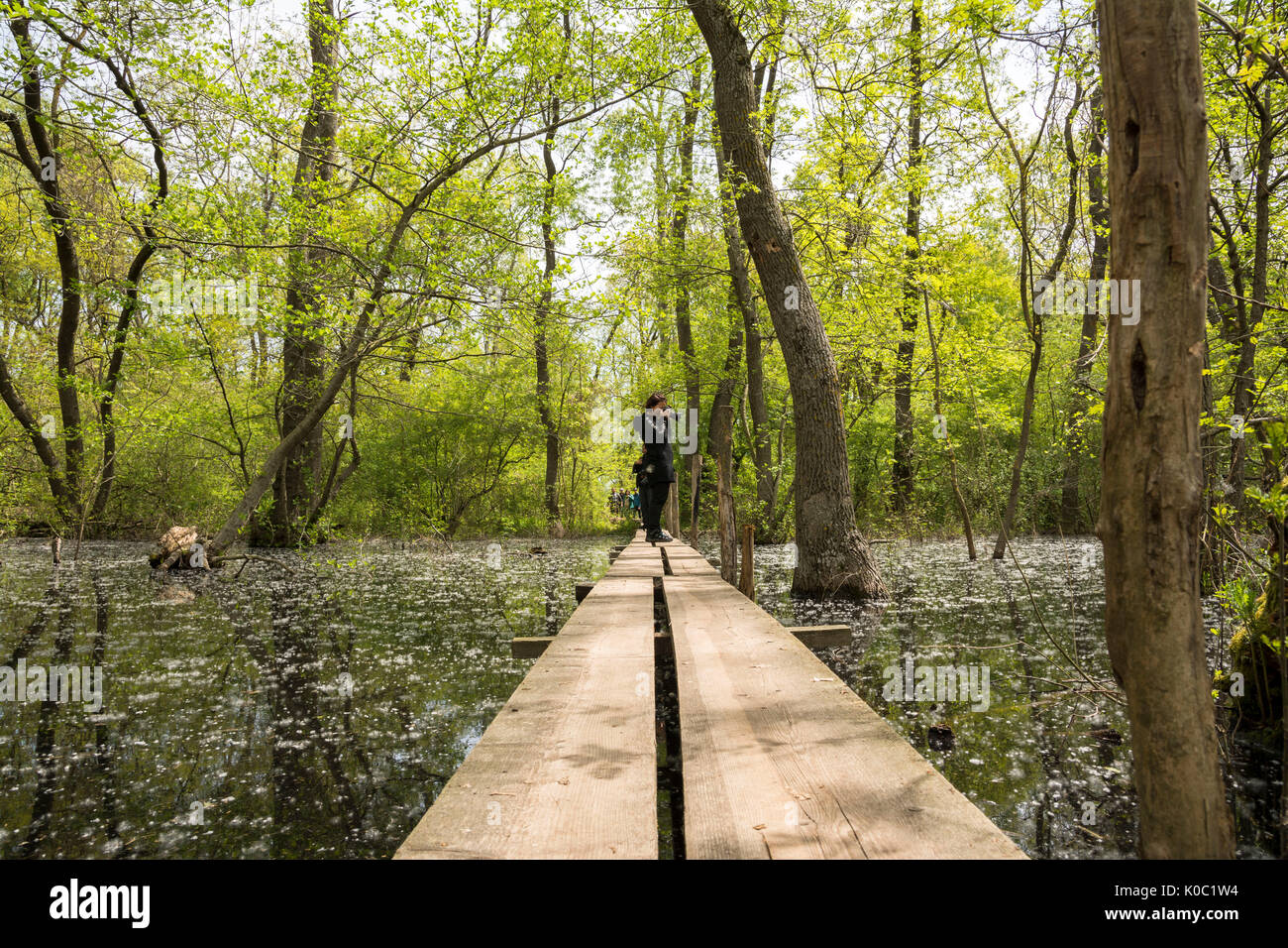 Old Letea Forest, amazing tourist attraction in Danube Delta, Romania ...