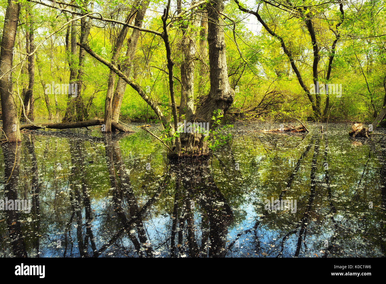 Old Letea Forest, amazing tourist attraction in Danube Delta, Romania ...