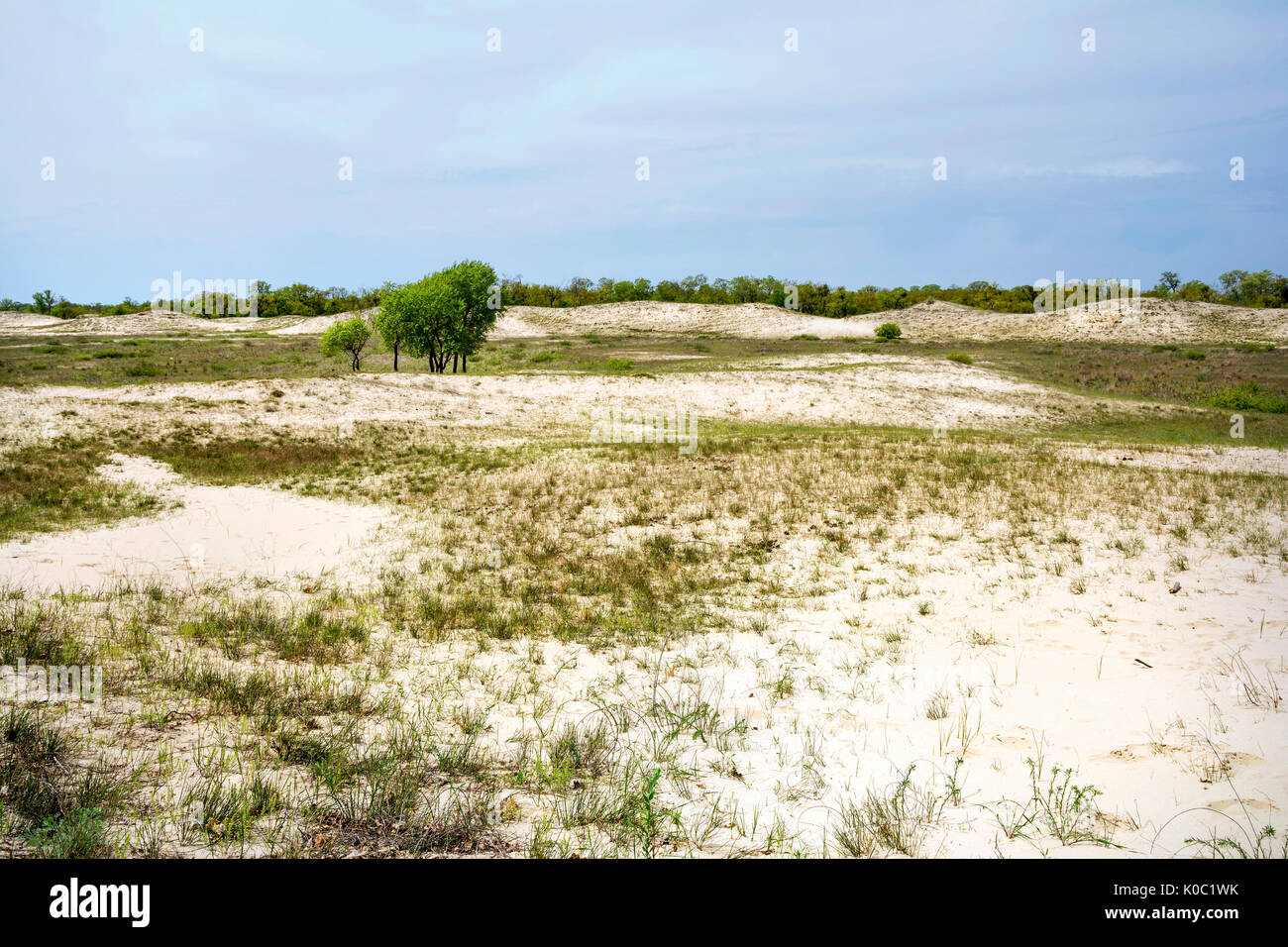 Old Letea Forest and sand dunes, amazing tourist attraction in Danube ...