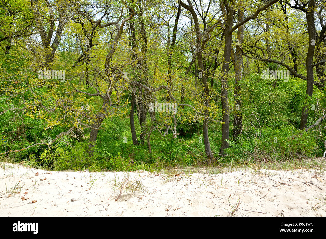 Old Letea Forest and sand dunes, amazing tourist attraction in Danube ...