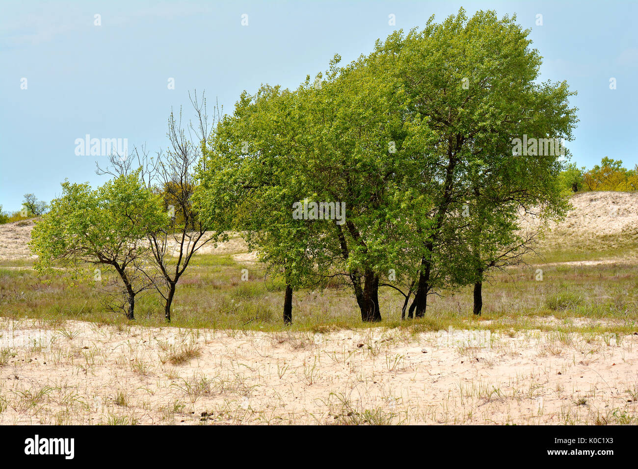 Old Letea Forest and sand dunes, amazing tourist attraction in Danube ...