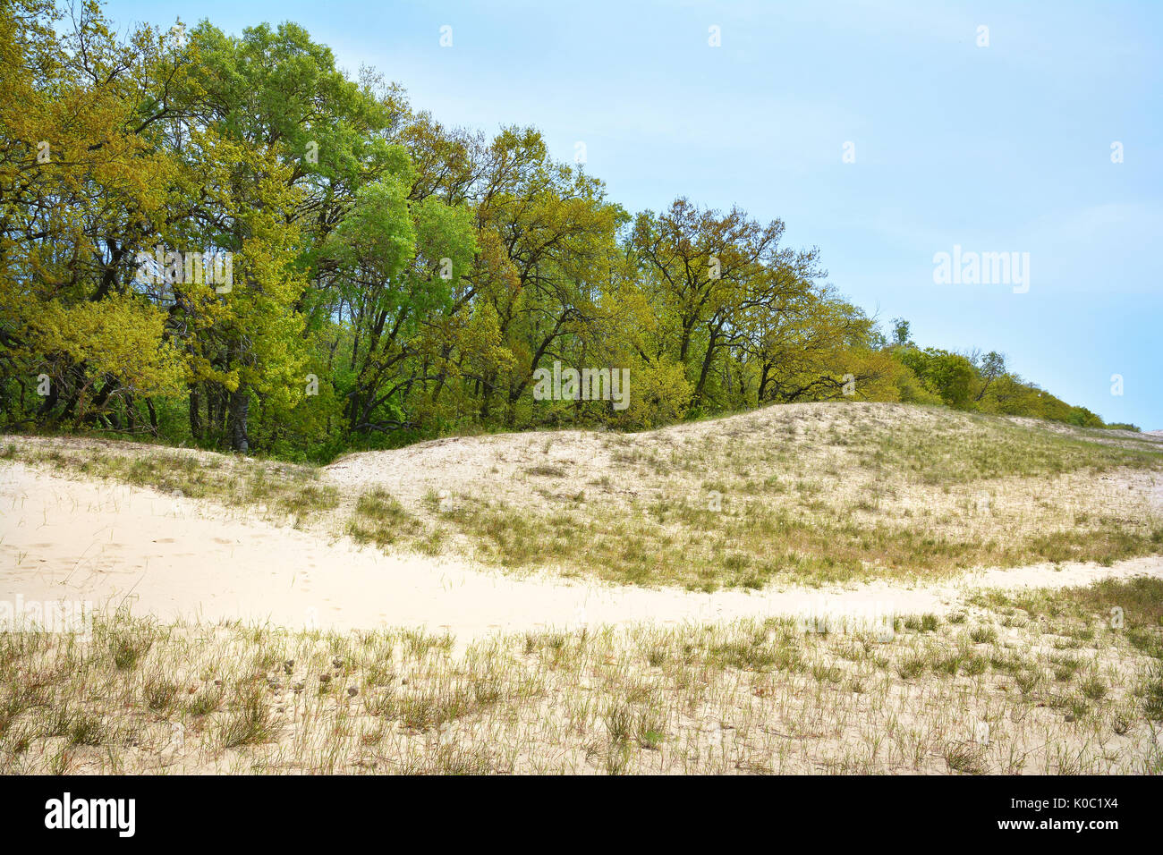 Old Letea Forest and sand dunes, amazing tourist attraction in Danube ...