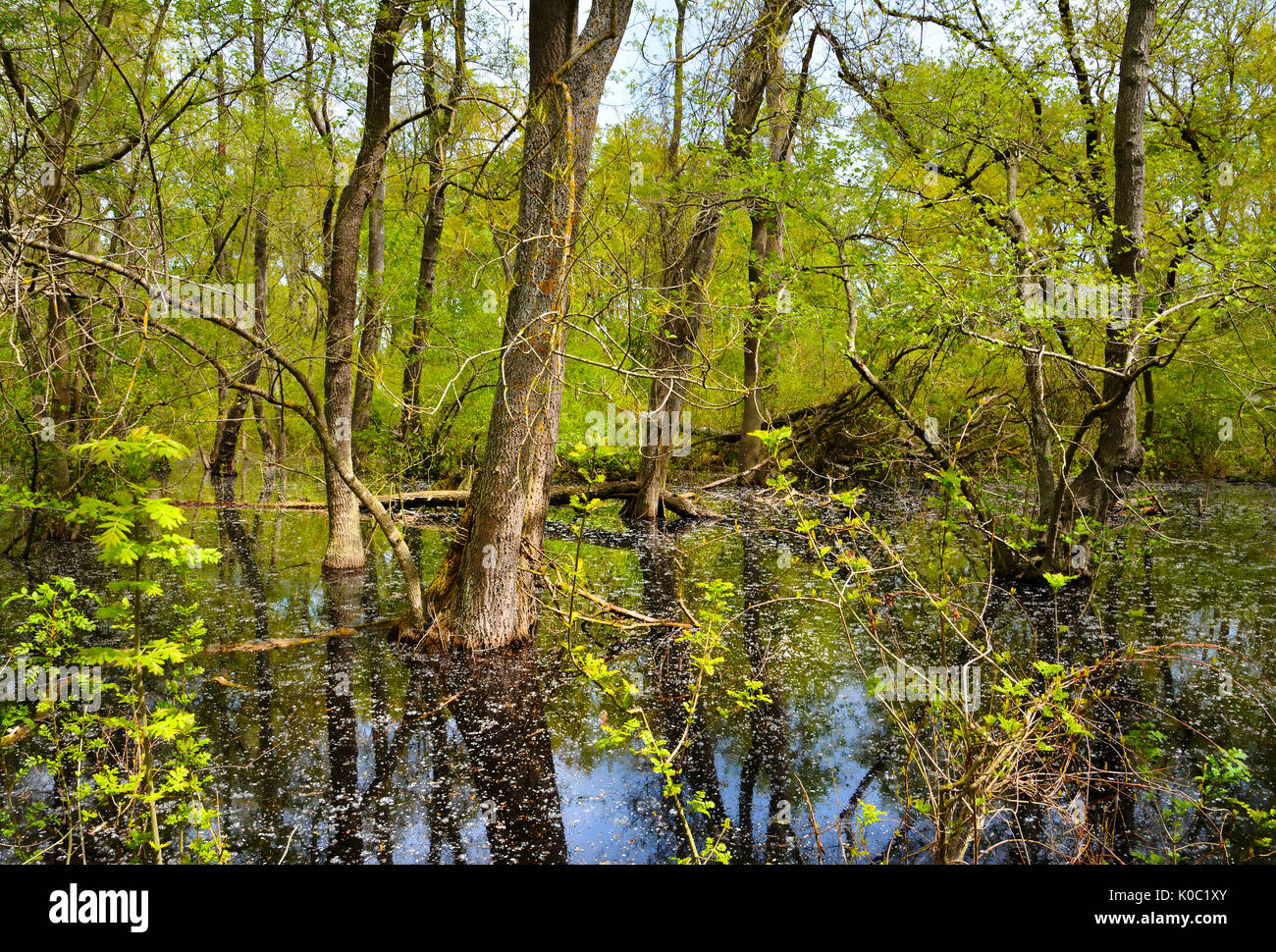 Old Letea Forest, amazing tourist attraction in Danube Delta, Romania ...