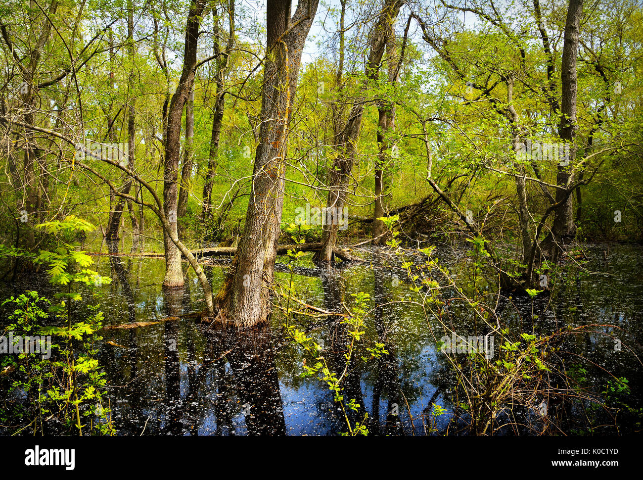 Old Letea Forest, amazing tourist attraction in Danube Delta, Romania ...