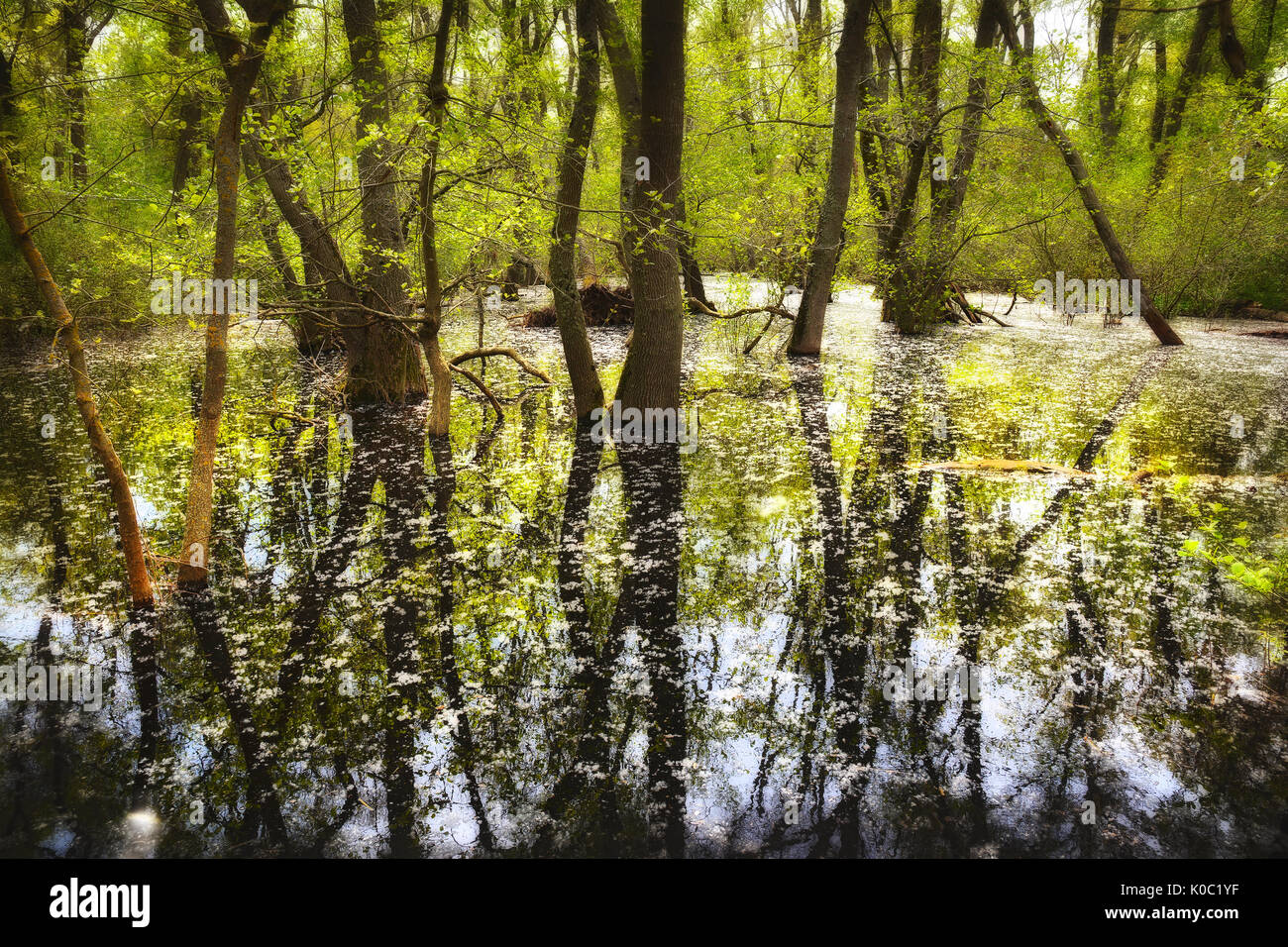 Old Letea Forest, amazing tourist attraction in Danube Delta, Romania ...