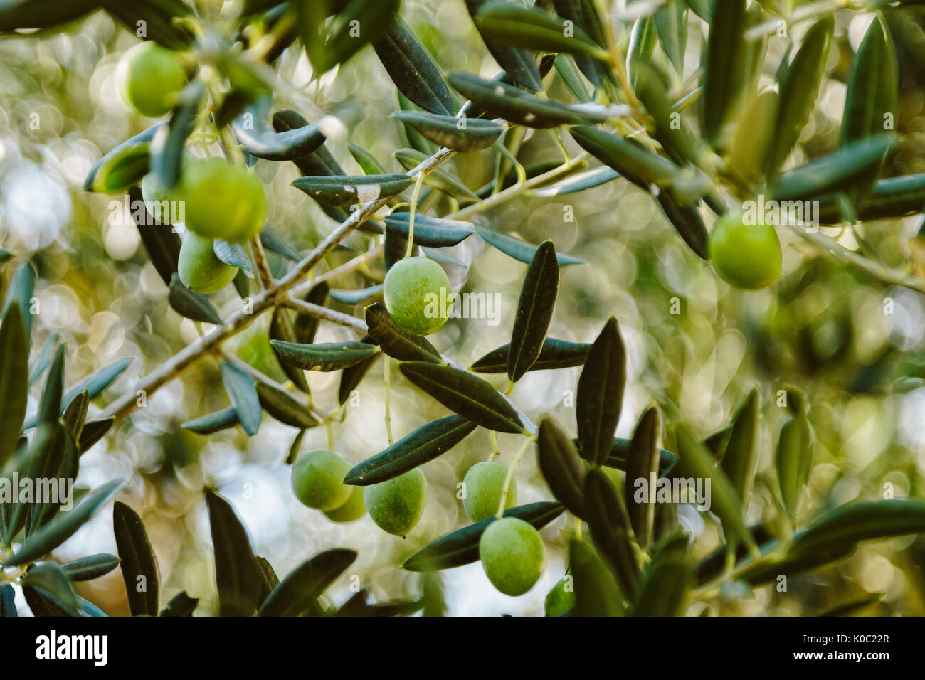 Green Olives on a branches of a Olive Tree Stock Photo - Alamy