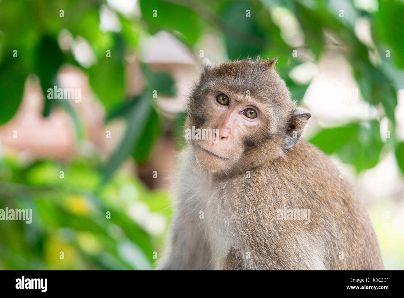 Monkey look hi-res stock photography and images - Alamy