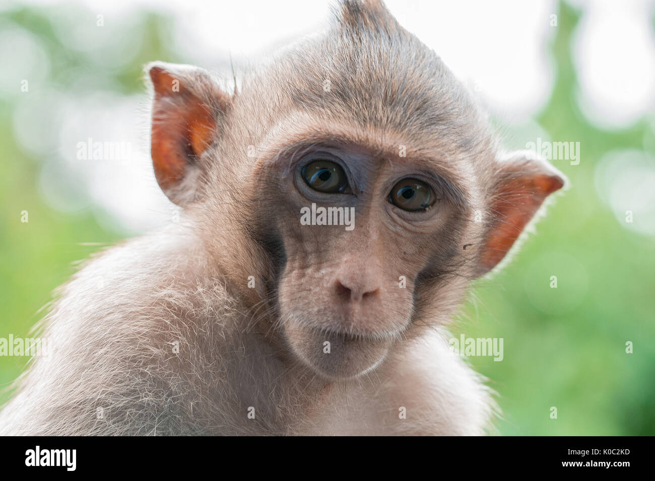 Portrait of brown monkey, he makes faces feel handsome Stock Photo - Alamy