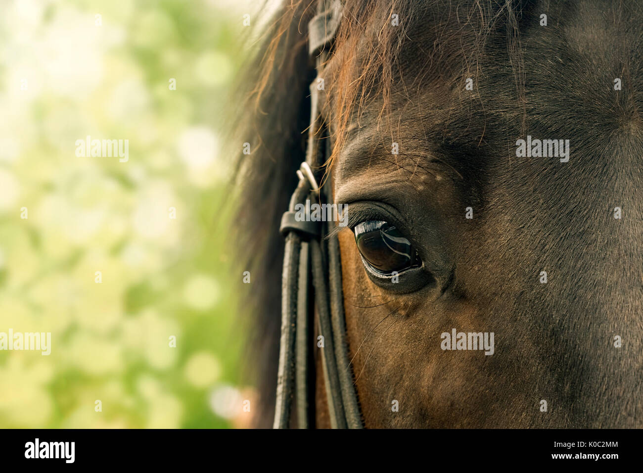Green Horse Eye