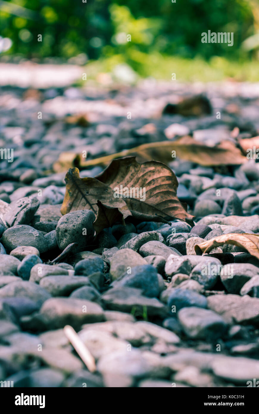 Close up close ground level nature hi-res stock photography and images ...
