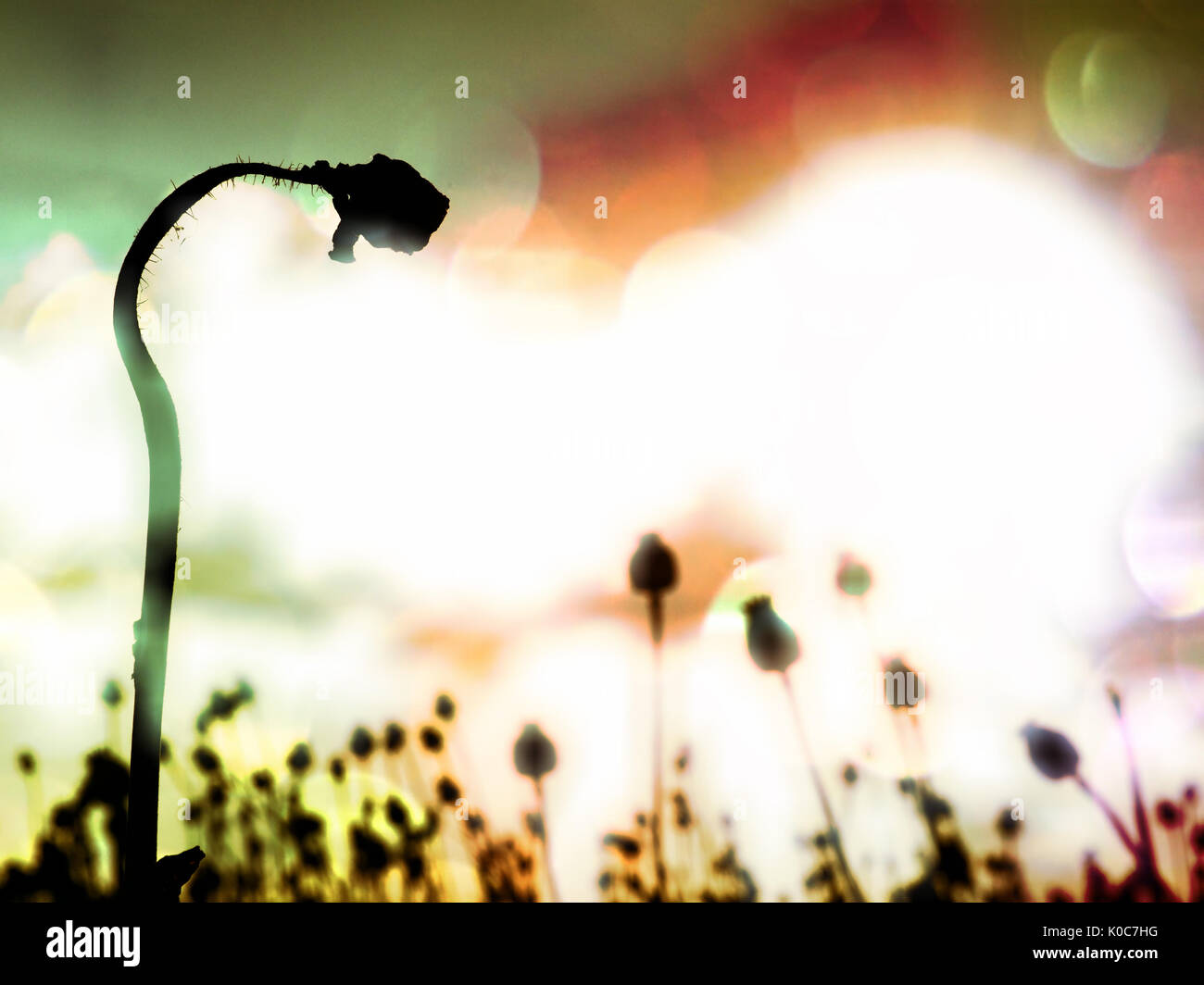 Film grain effect. Bended stalk of poppy seed. Evening field of poppy ...