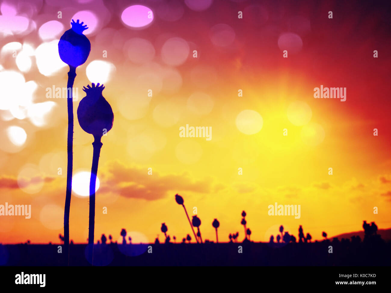 Film grain effect. Bended stalk of poppy seed. Evening field of poppy ...