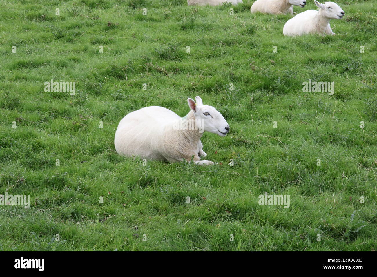 Sheep laying in farm field hi-res stock photography and images - Alamy