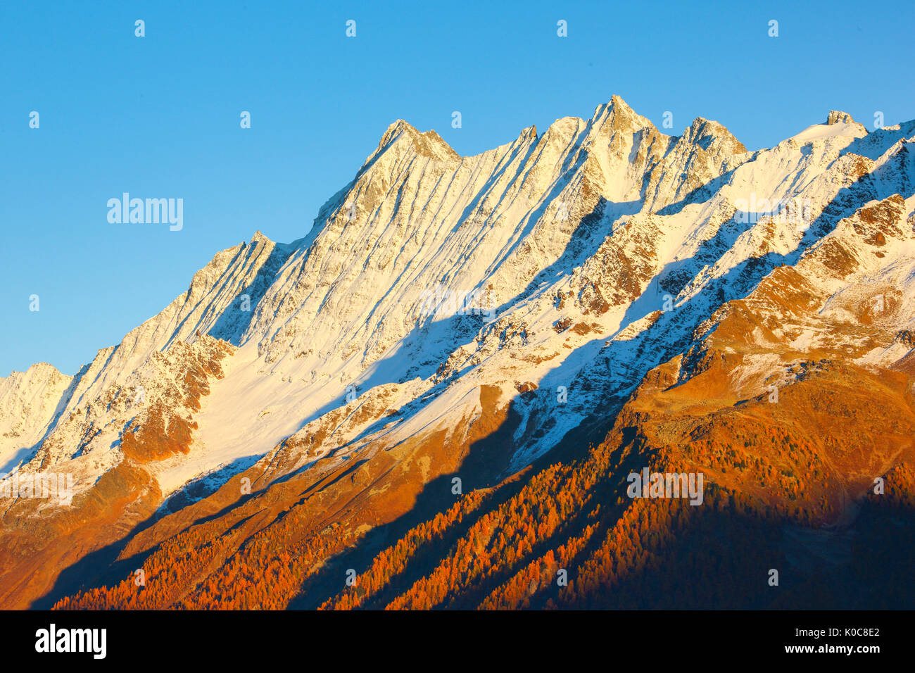 Breitlauihorn hi-res stock photography and images - Alamy