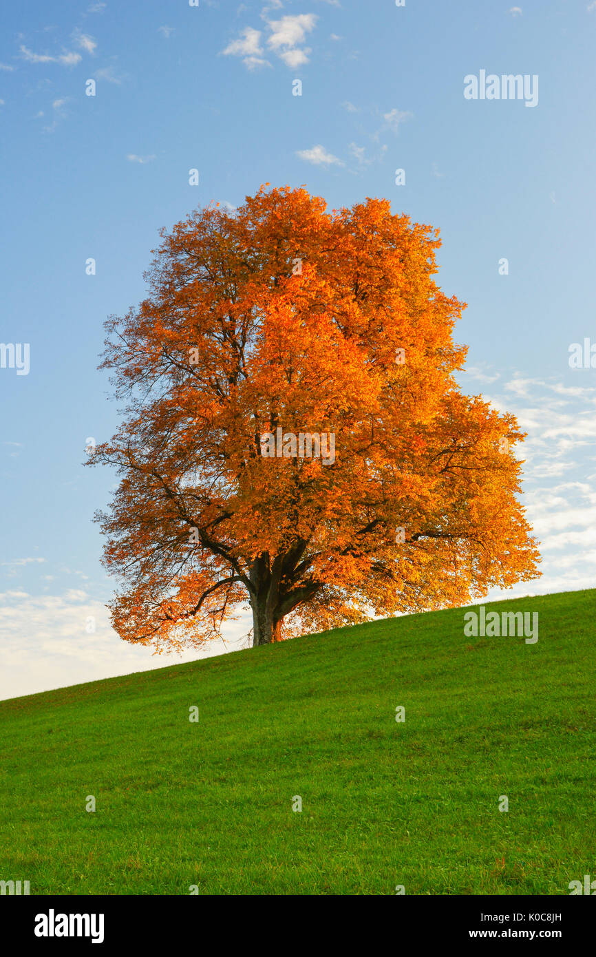 Linde Baum High Resolution Stock Photography and Images - Alamy