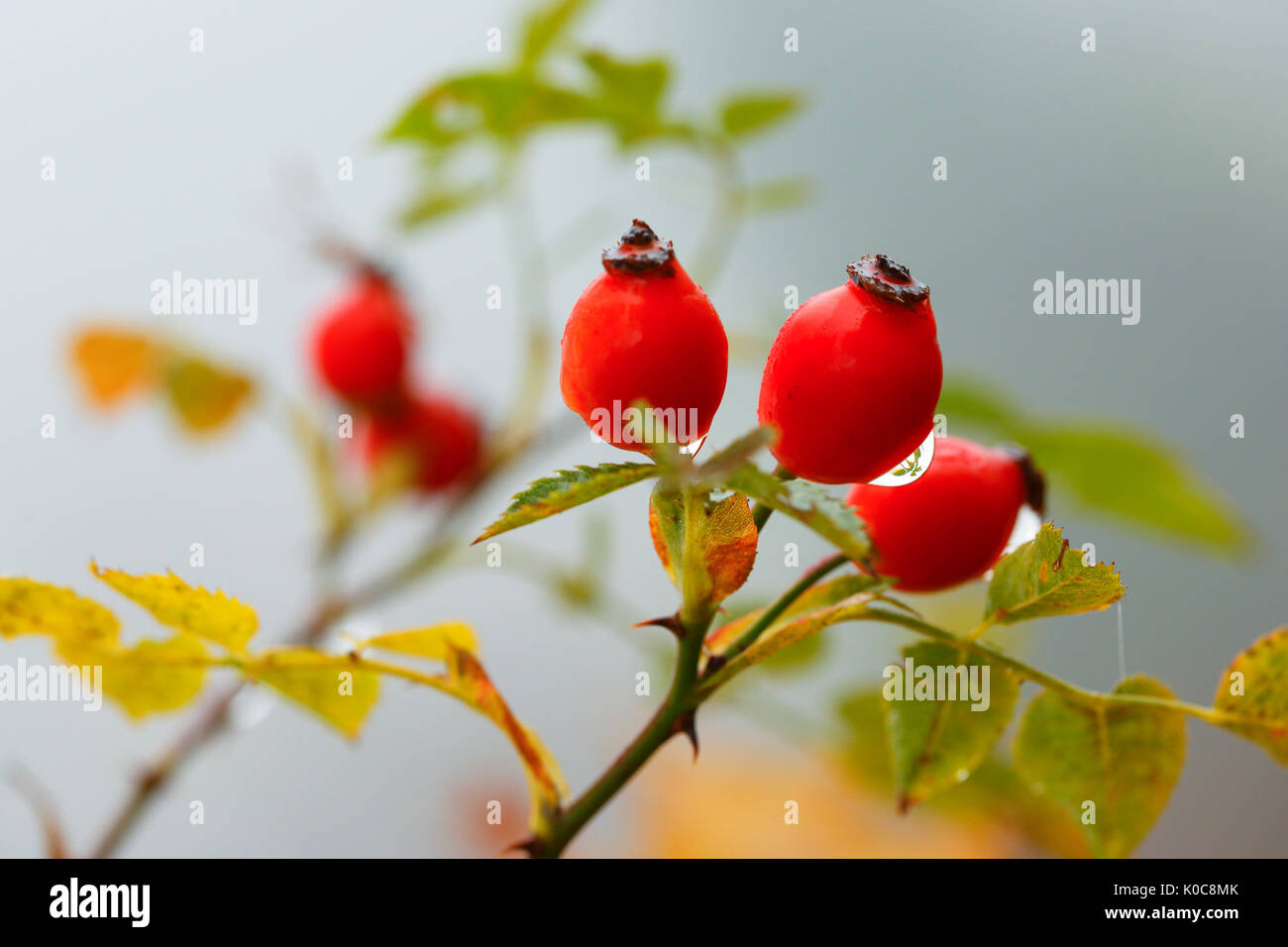 Hagebutte hi-res stock photography and images - Alamy