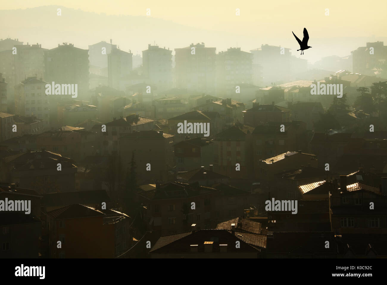 an image of a bird flying over buildings Stock Photo - Alamy