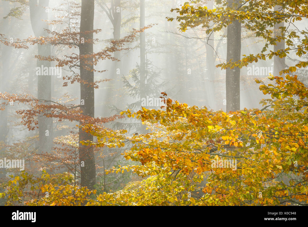 Buchenwald im nebel hi-res stock photography and images - Alamy