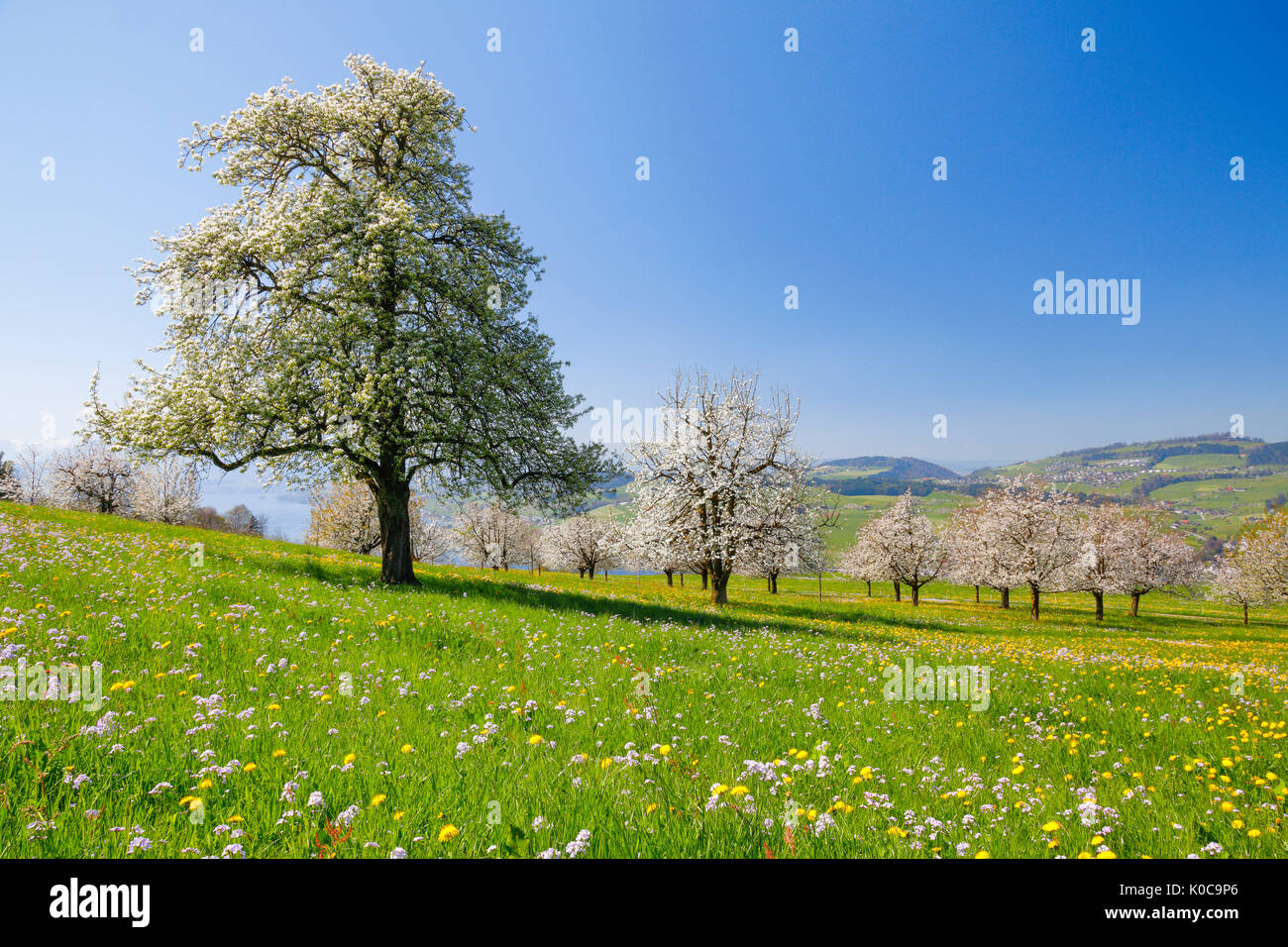 Obstplantage hi-res stock photography and images - Alamy