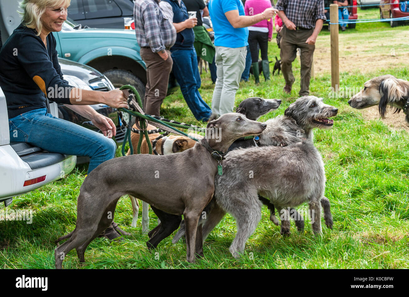 Lurcher Dog Hunting at Jordan Biddle blog