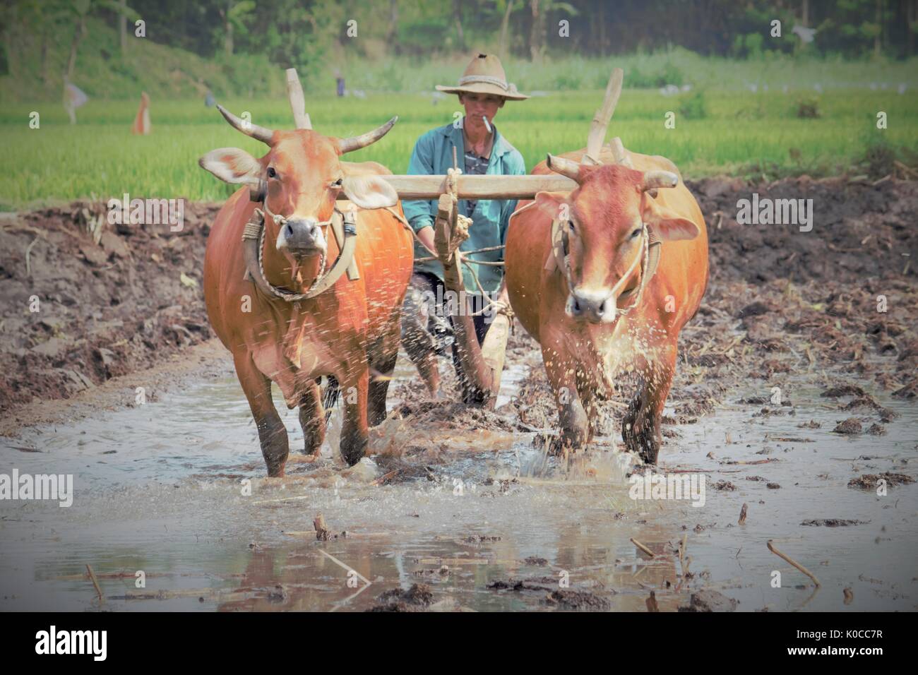 Plowing cows hi-res stock photography and images - Alamy