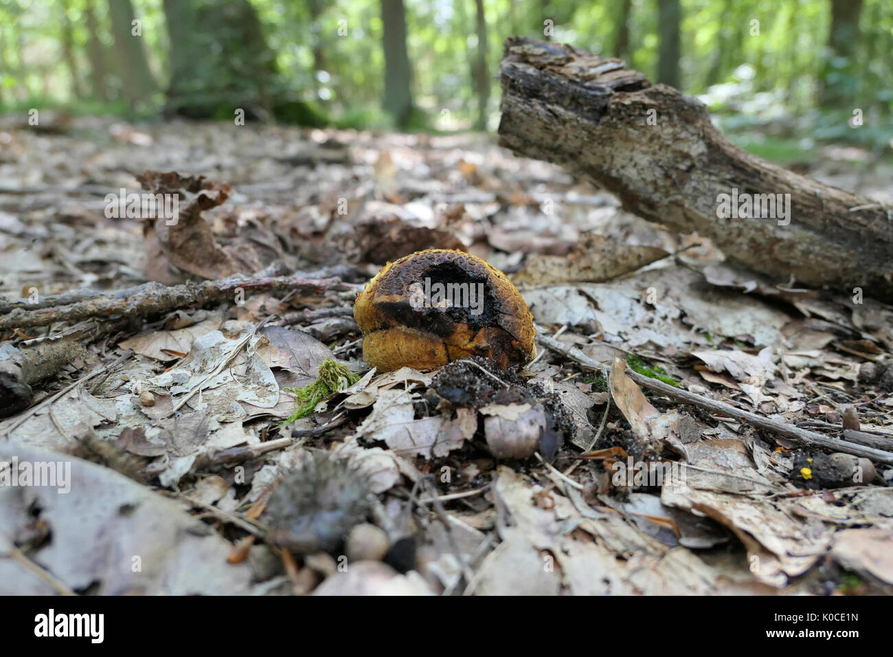 earth balls mushroom (Scleroderma fungus). poison mushroom of Puffball ...