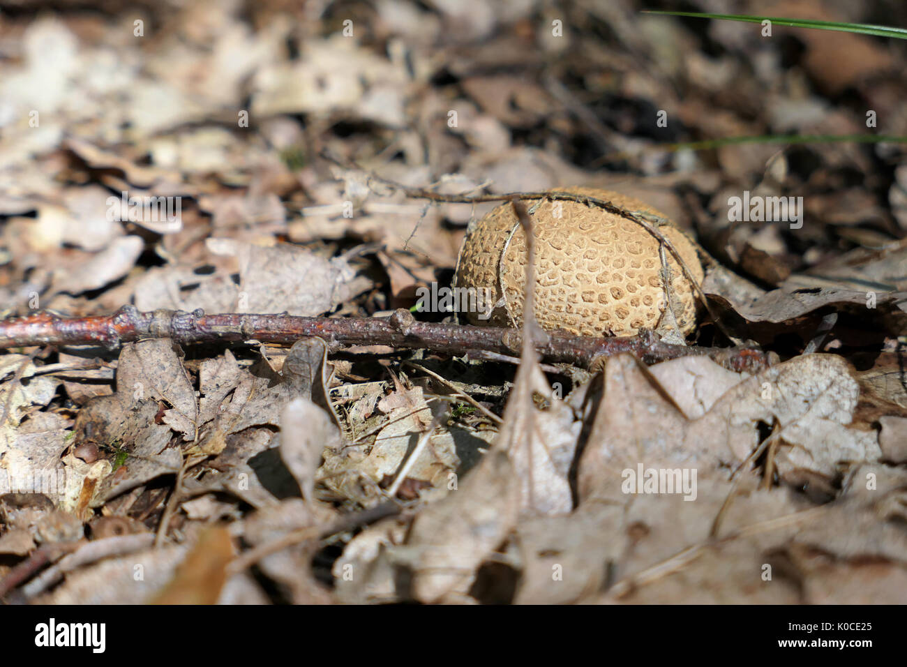 earth balls mushroom (Scleroderma fungus). poison mushroom of Puffball ...